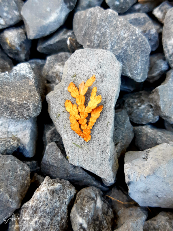 Rocks | Photo by Sohaila Ibrahim - MAC